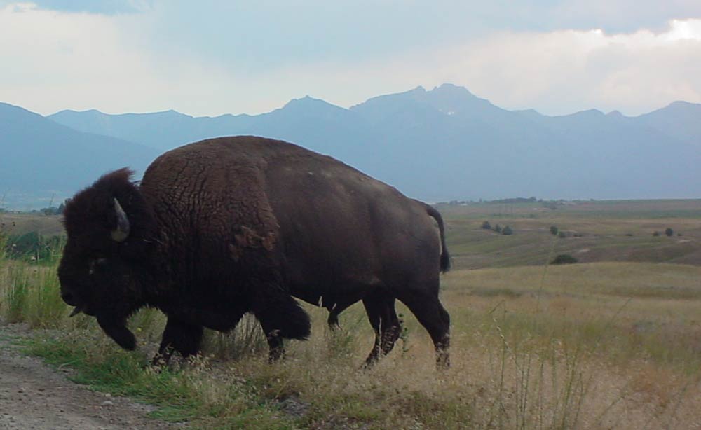 National Bison Range